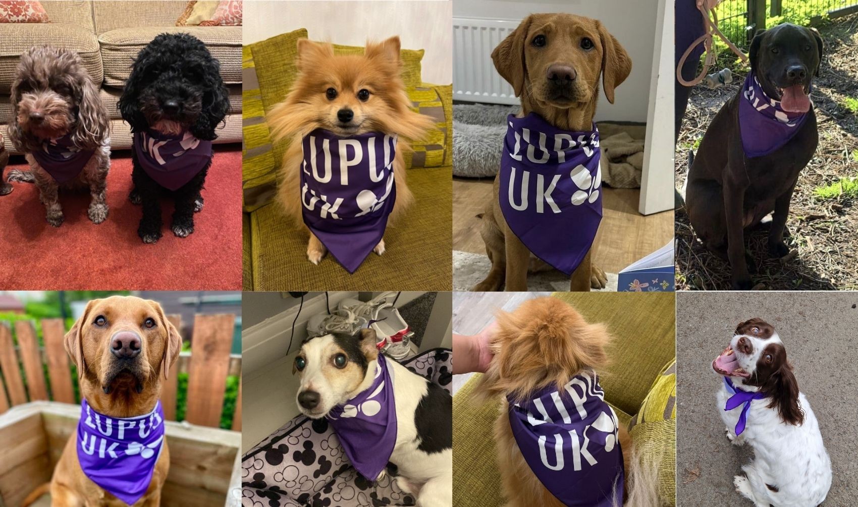 Virtual Dog Walk | Lupus UK